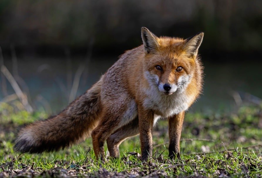 Le Renard : Habitat, Comportement, Alimentation | Peinture Nature